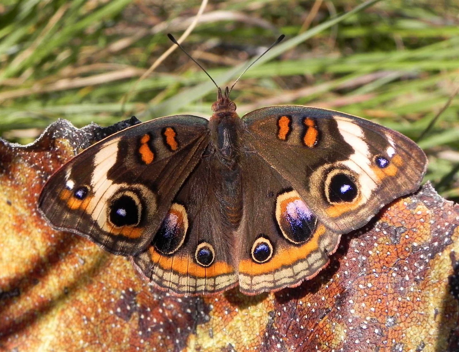 TYWKIWDBI ("Tai-Wiki-Widbee"): Common Buckeye (Junonia coenia)
