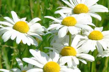 Topul florilor de primavara - imagini si poze cu flori | Lumea florilor