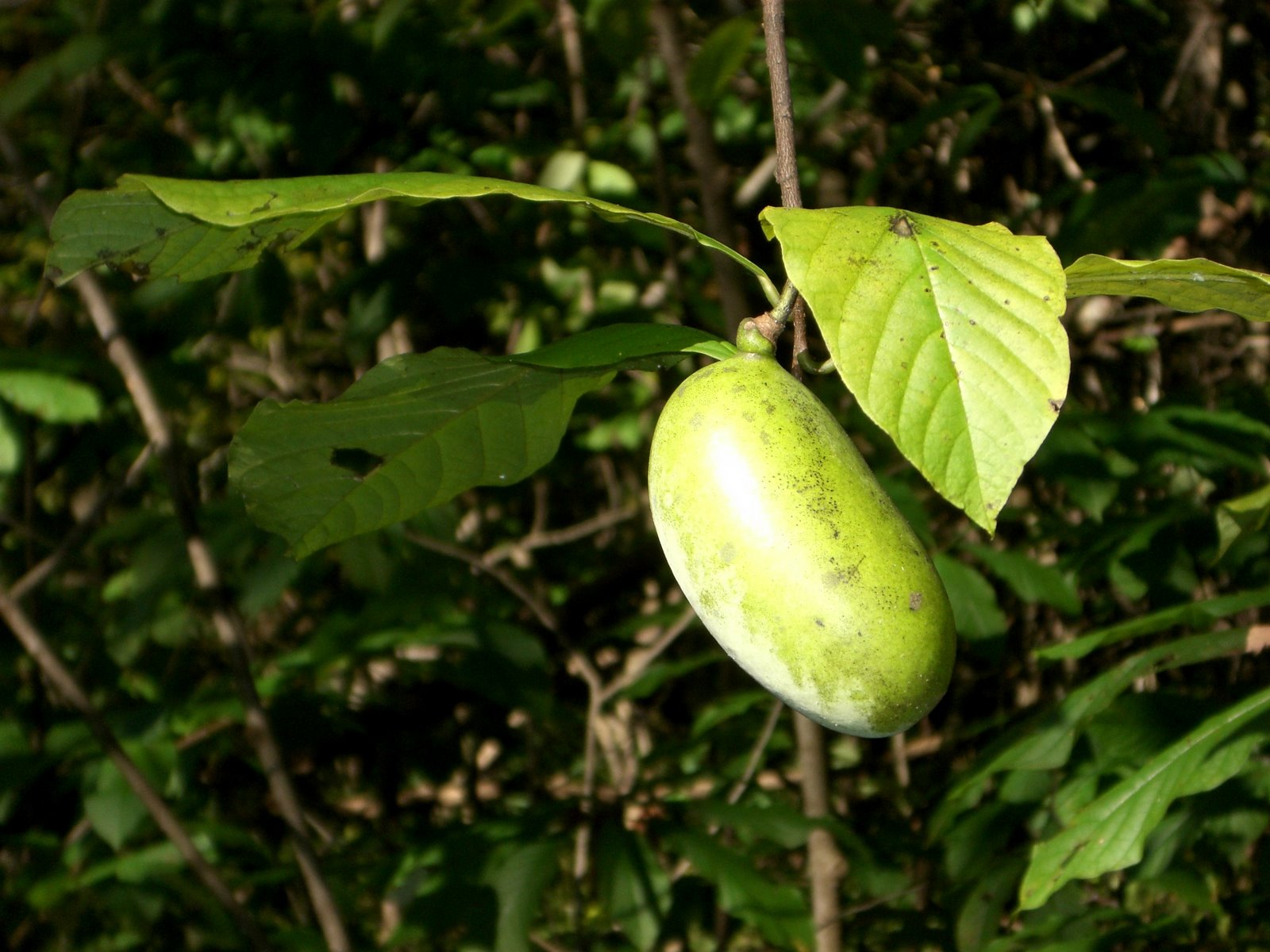 Life at the Blue Rock Ranch: Indiana Banana - The Pawpaw