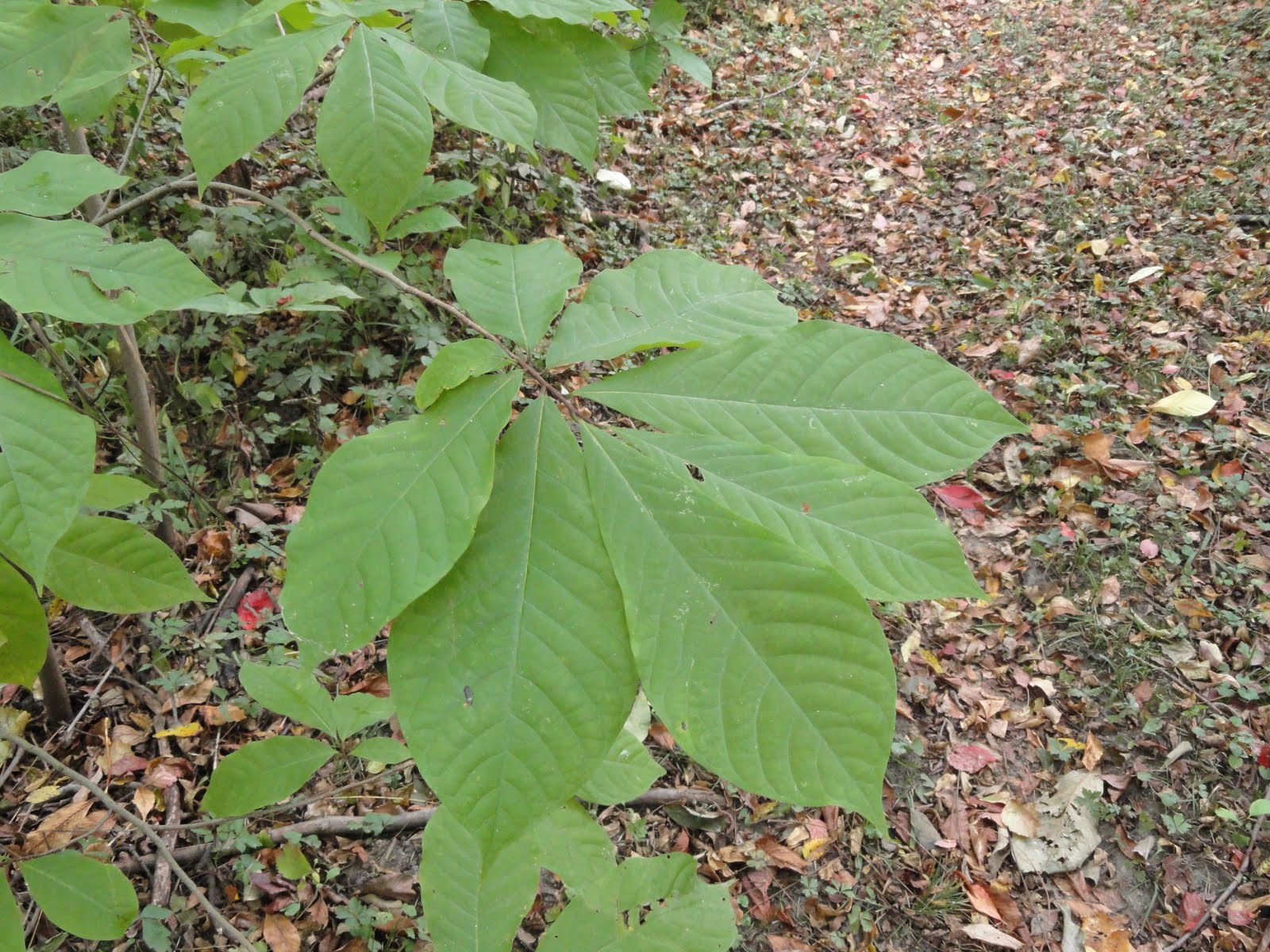 Life at the Blue Rock Ranch: Indiana Banana - The Pawpaw