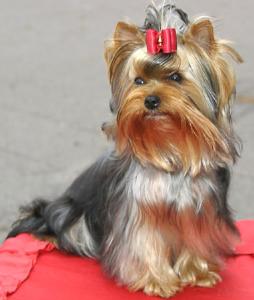 Shar Pei: Otra Raza De Perro "YORSAY"