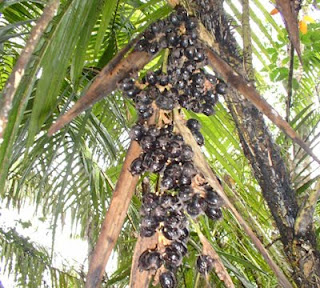 JERNANG (Daemonorops.Sp): Studi Skema Rantai Pemasaran Jernang