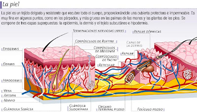 La Piel: Capas de la Piel