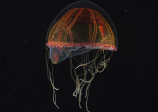 Cantinho da Brisa: Conheça os seres mais raros do Oceano Atlântico