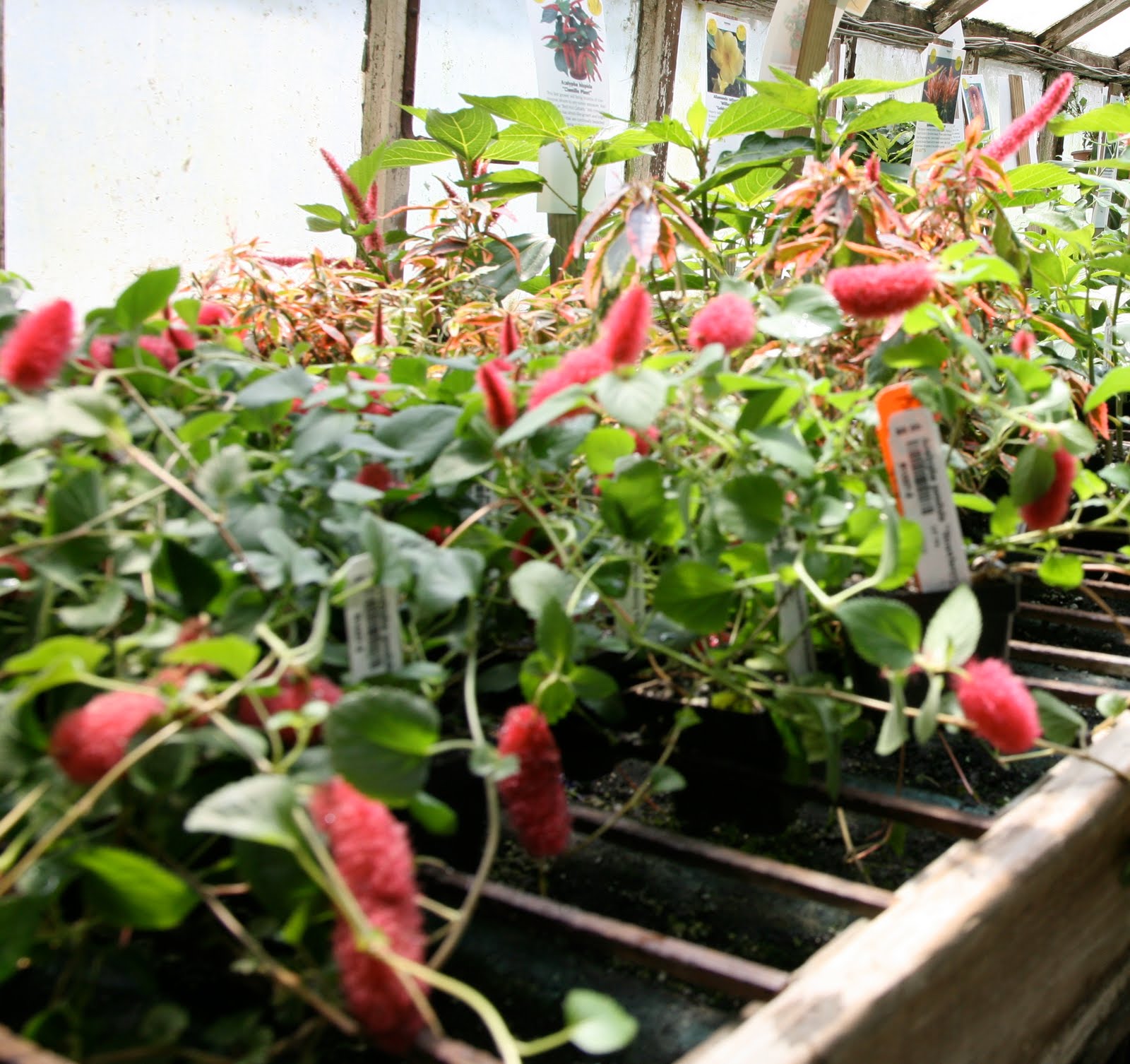 Logee's Tropical Plants Blog: The Chenille Plant-Everbloomer