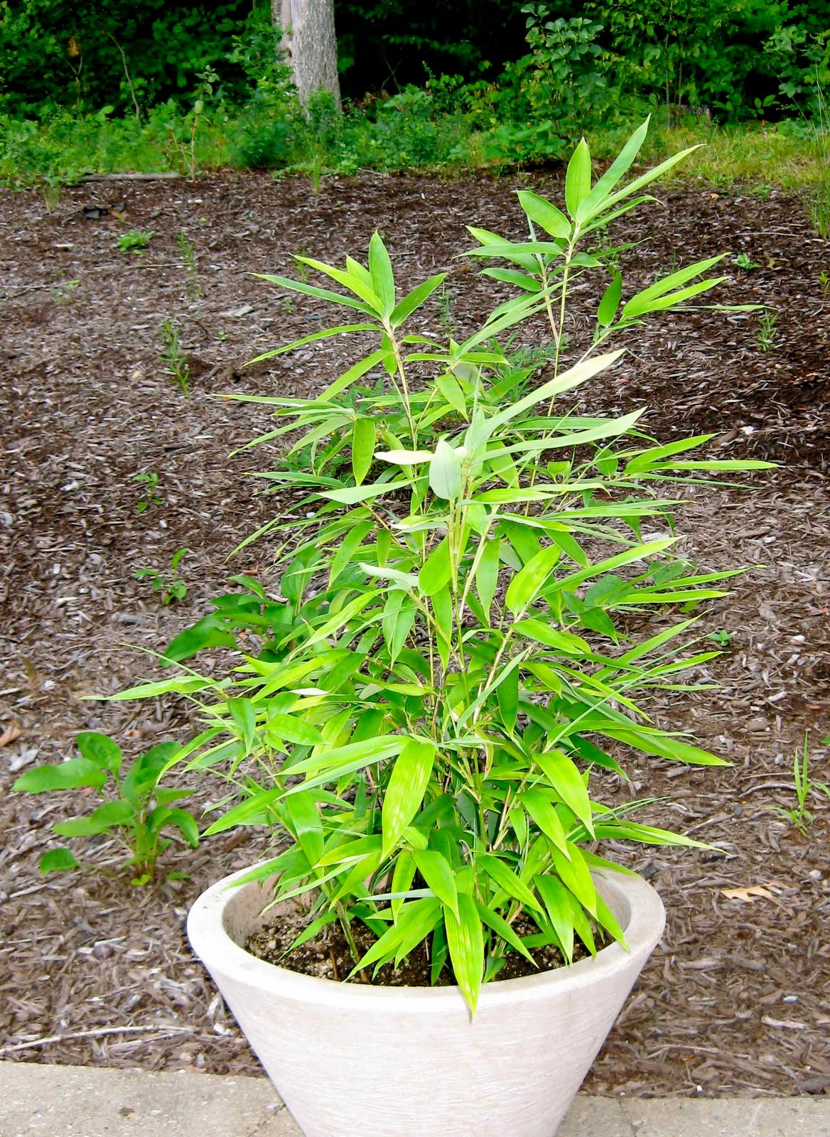 Logee's Tropical Plants Blog: Keep Your Tropical Plants Looking Good!