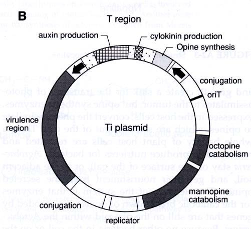 n0b3l1a: Plants final review