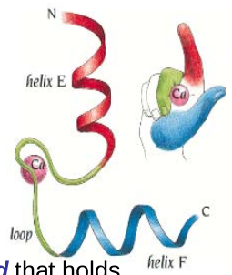 n0b3l1a: lec8 - super secondary structure - motifs