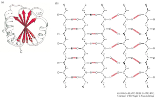 n0b3l1a: Secondary structure - Beta sheets