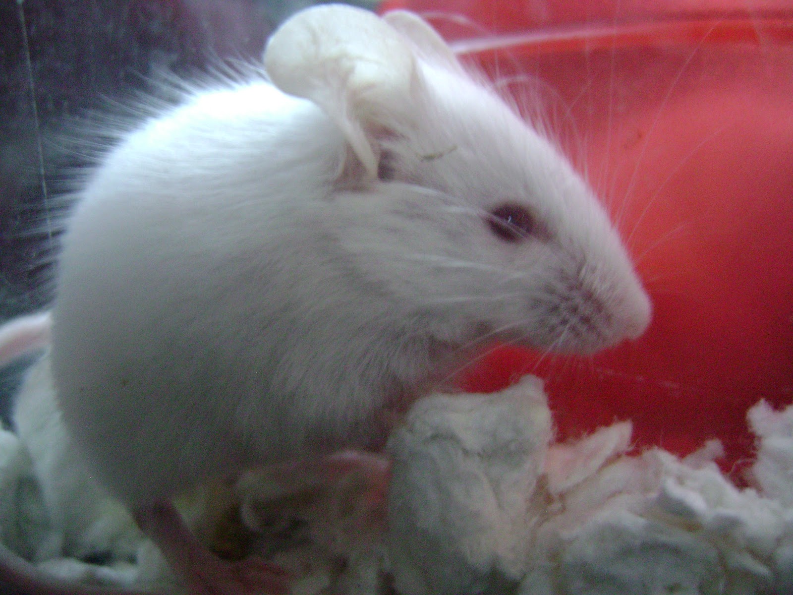 The Tao of Worm Farming: White Mice