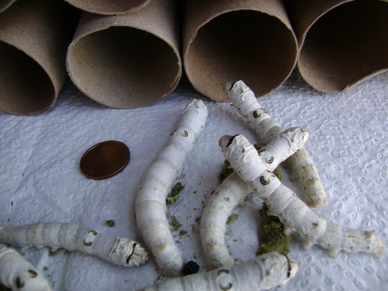 Silkworm Project 2013 - Team Holloway 2012-13