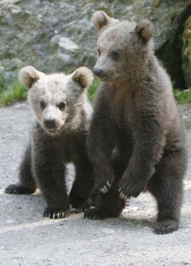 Proyecto Aula Telmex, Esc. Fraternidad: * OSO GRIS