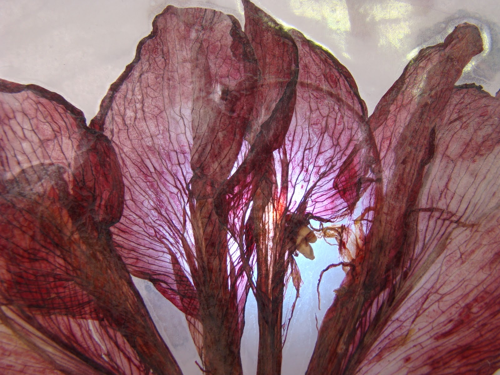 no todo esta perdido: FLORINOLOGIA "PETALOS DISECADOS"