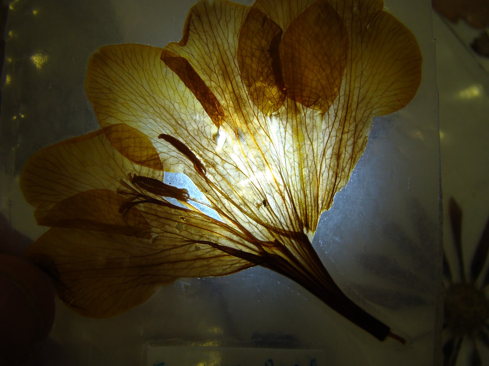 no todo esta perdido: FLORINOLOGIA "PETALOS DISECADOS"