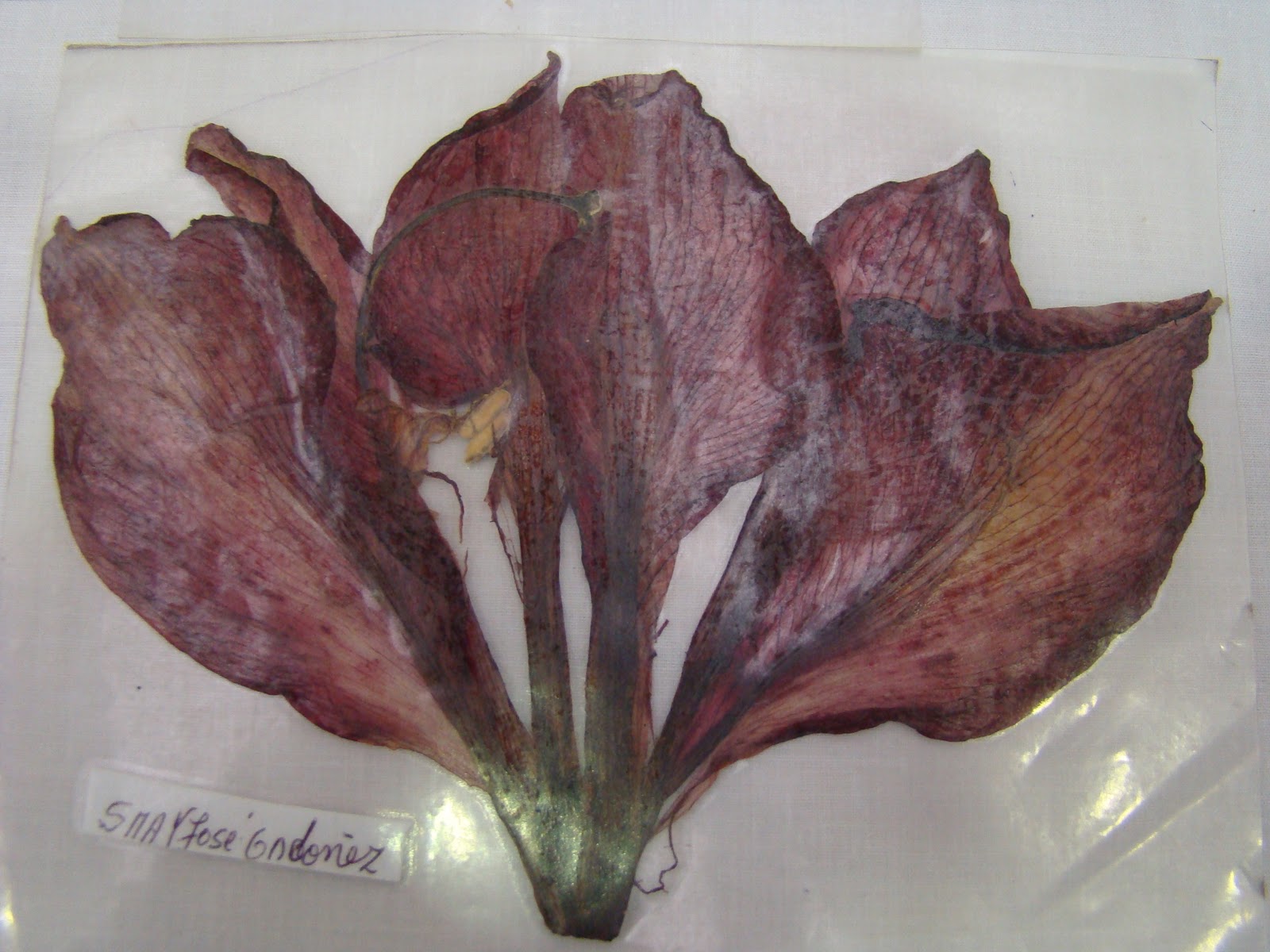 no todo esta perdido: FLORINOLOGIA "PETALOS DISECADOS"