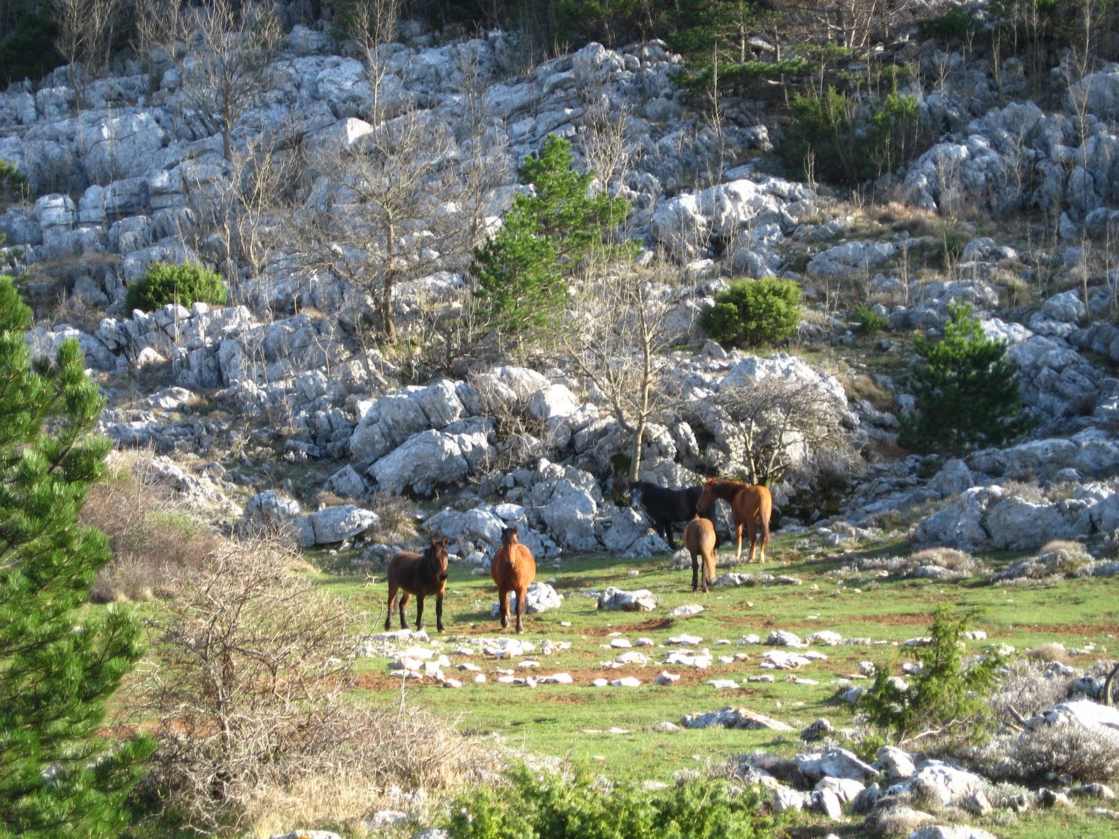 dinaridi: 1.travanj...na Iliji