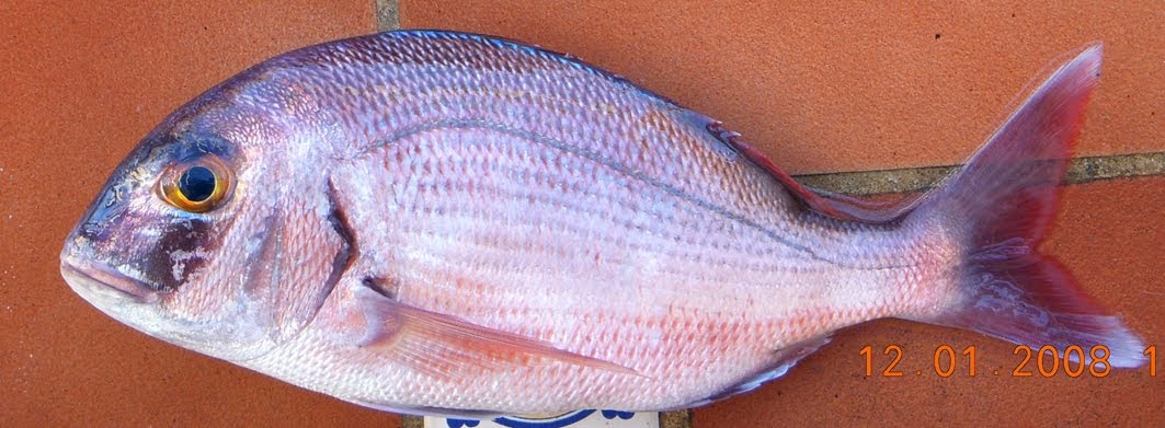 biodiversidad: PARGO