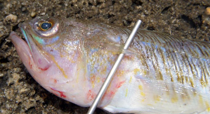 biodiversidad: PEZ ARAÑA