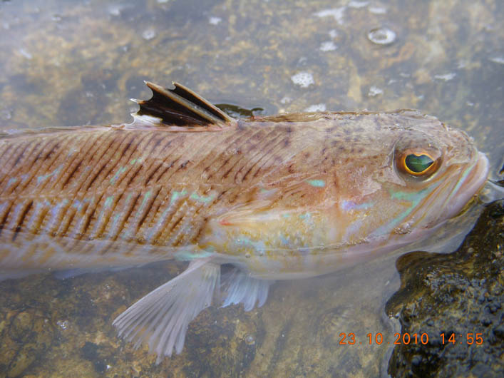 apeska - Pez de roca raro en Conil - La Taberna