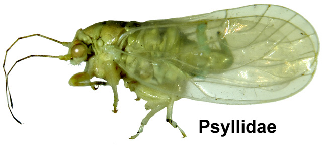 ENTOMOLOGIA FORESTAL LETYCYA: octubre 2010