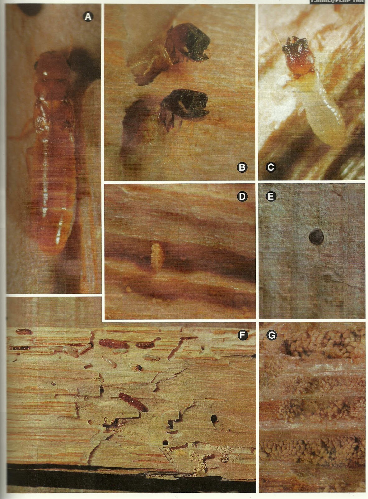 ENTOMOLOGIA FORESTAL LETYCYA: INSECTOS QUE SE ALIMENTAN DE MADERA SECA