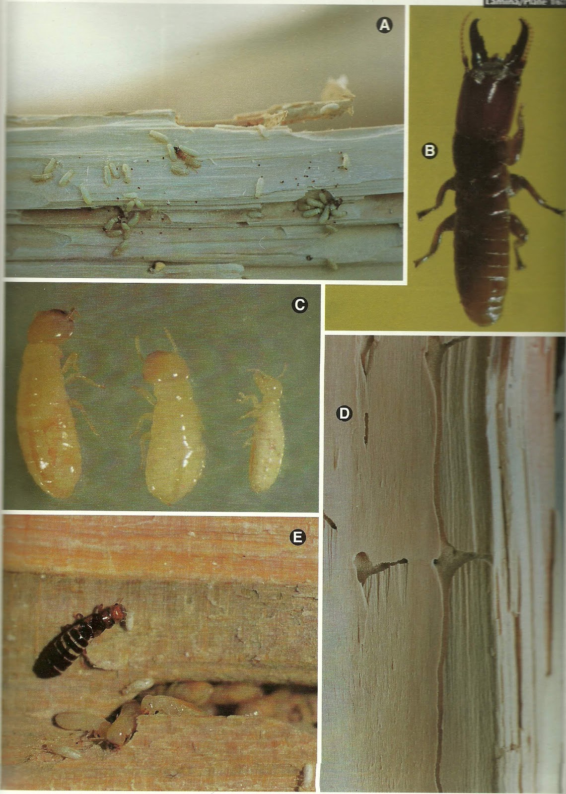 ENTOMOLOGIA FORESTAL LETYCYA: INSECTOS QUE SE ALIMENTAN DE MADERA SECA