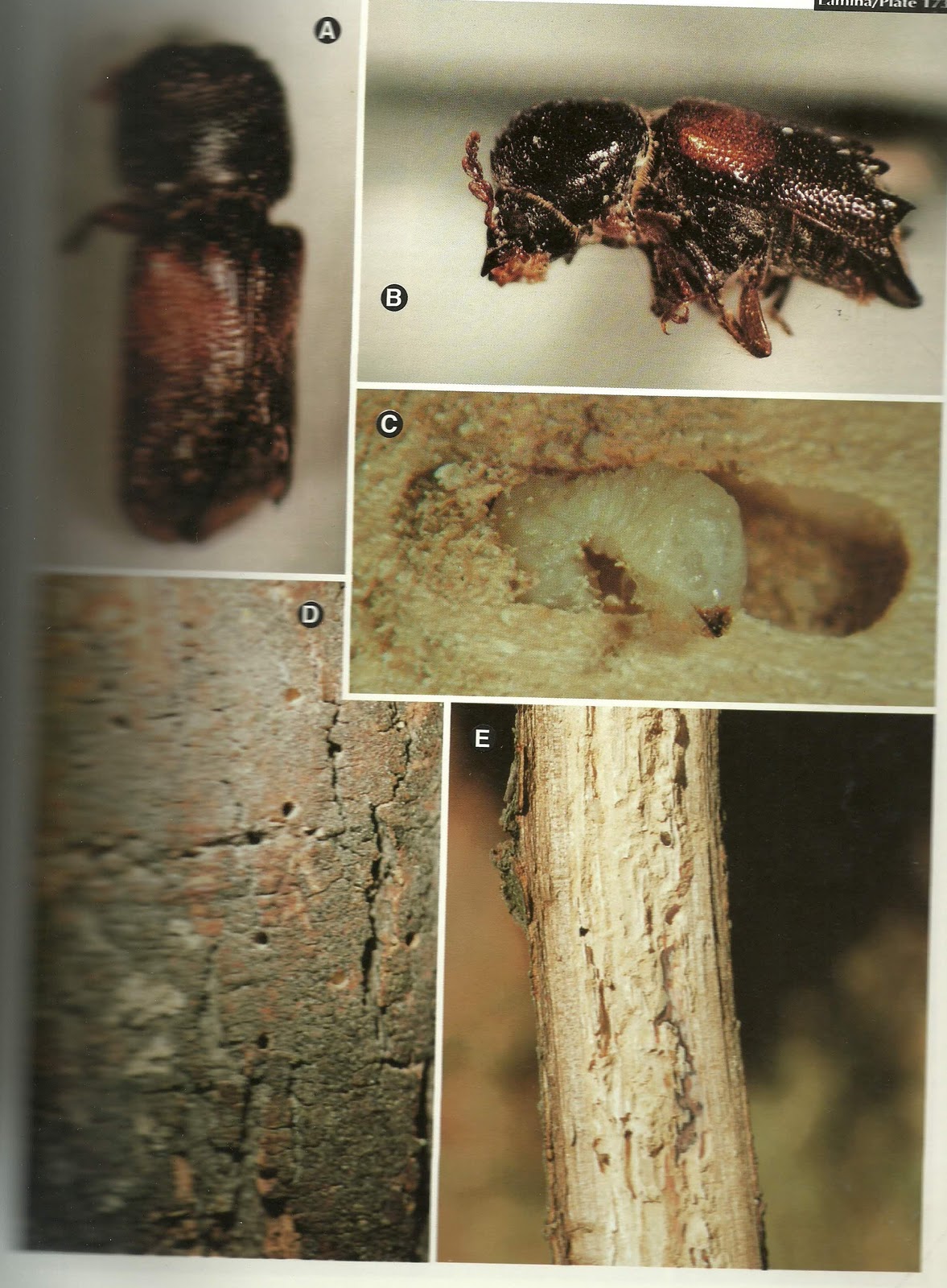 ENTOMOLOGIA FORESTAL LETYCYA: INSECTOS QUE SE ALIMENTAN DE MADERA SECA