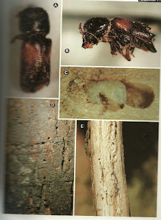 ENTOMOLOGIA FORESTAL LETYCYA: INSECTOS QUE SE ALIMENTAN DE MADERA SECA