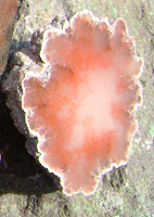 Gems of Michigan: Michigan Datolite