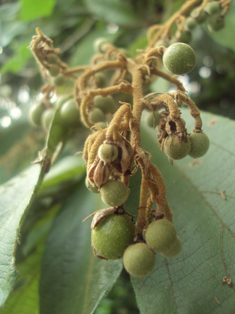 IMPIAN MURNI: KENALI YANG DAH SEMAKIN PUPUS