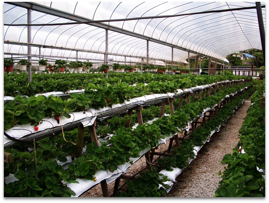 afifplc: MARDI Agrotechnology Park Cameron Highlands