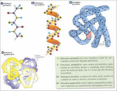 Biologia&Geologia: PRÓTIDOS