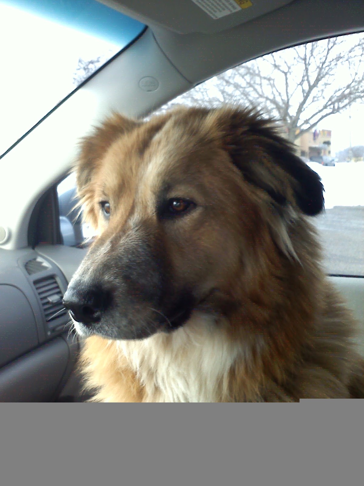 ONE DOG AT A TIME RESCUE: Itsy - our Aussie/Great Pyranese mix ...