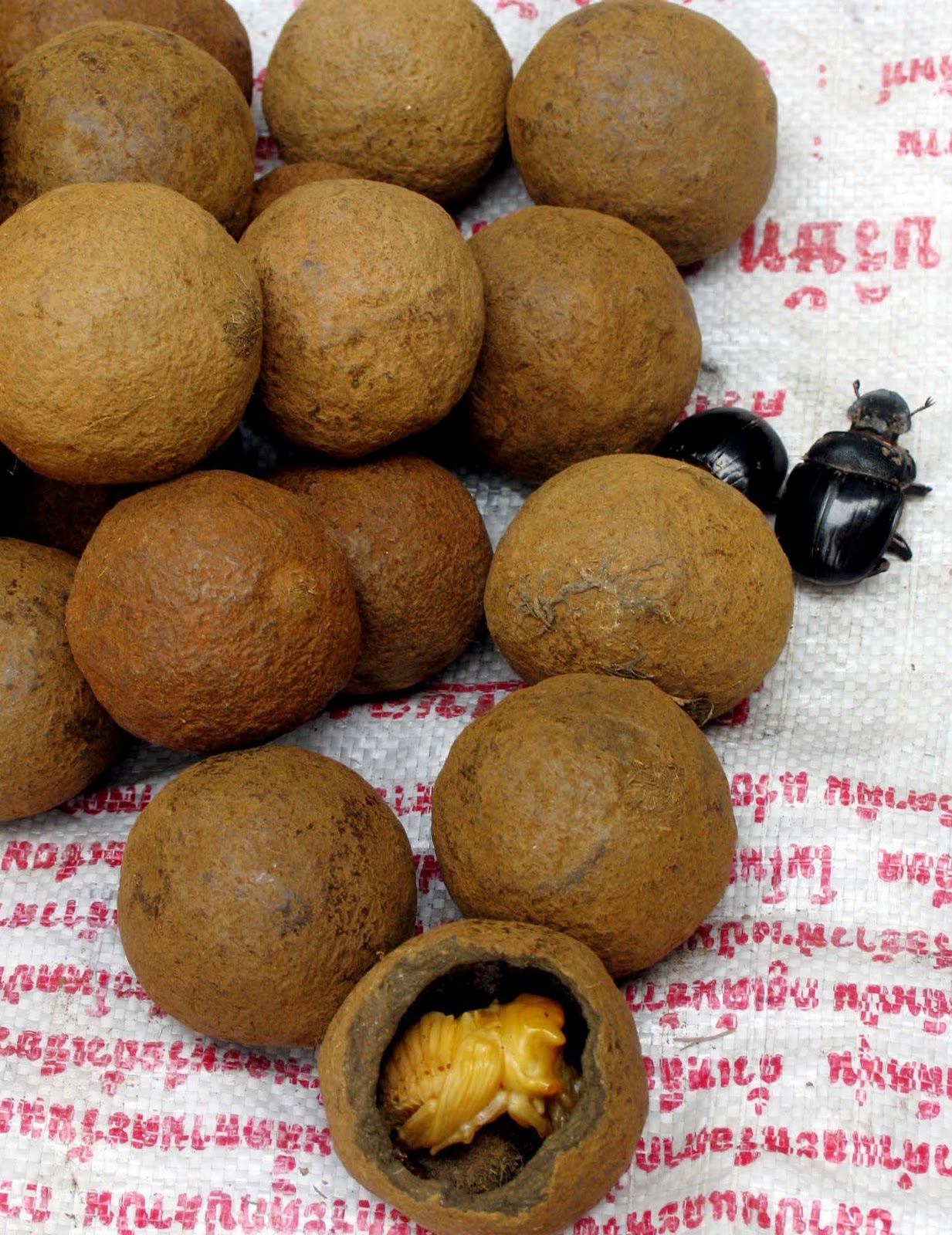 Footprints in the sand: GRUB eating in LAOS