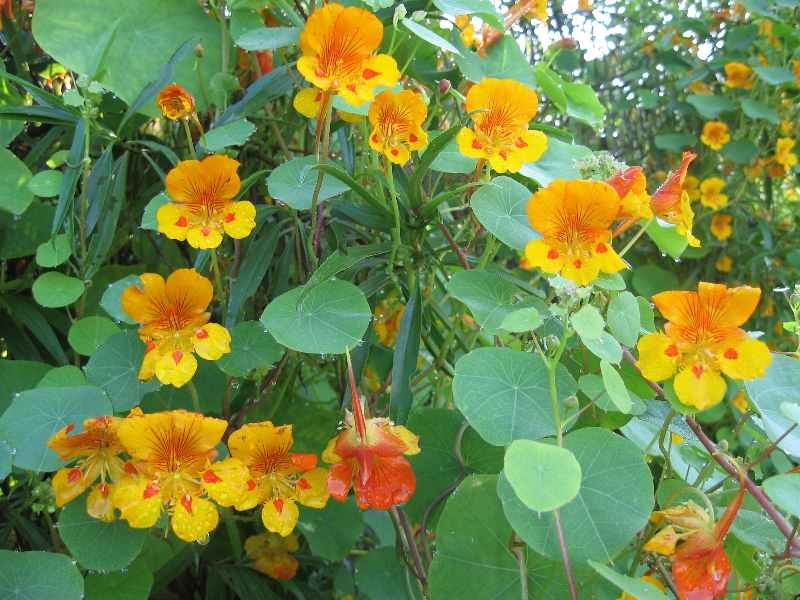 Jehuite: El mastuerzo, Tropaeolum majus, como planta invasora