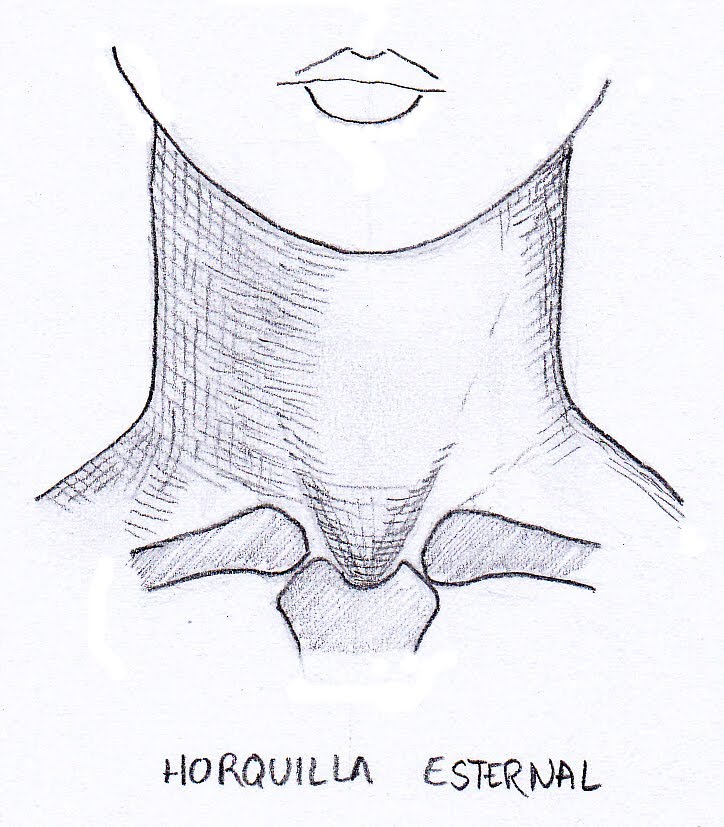 Artes plásticas: DIBUJANDO EL CUELLO