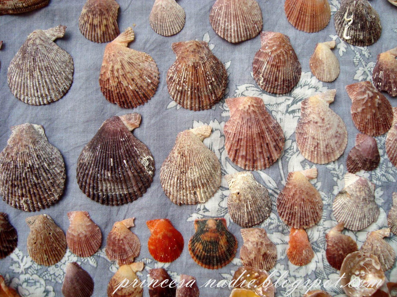 Princesa Nadie: Conchas del Mar