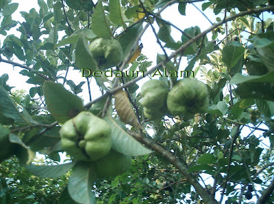 Dedaun Alam: Bunga & Buah Jan 2010