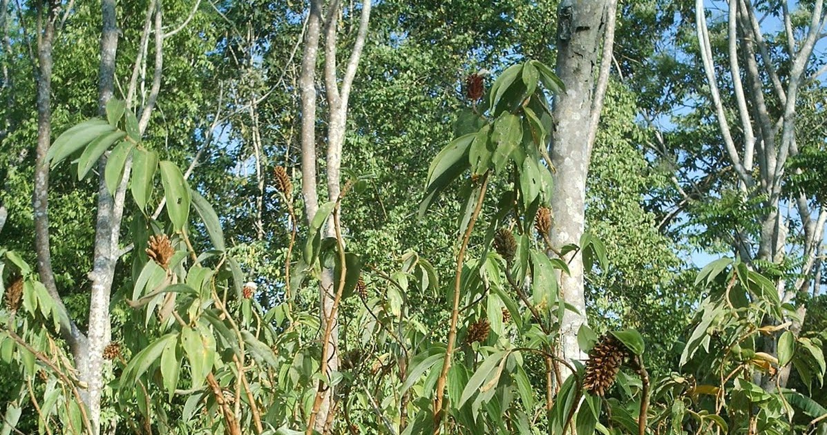 SETAWAR HALIA ~ PUSAT SUMBER SK ST. MARY, KL