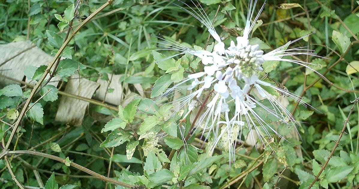 Dedaun Alam: Misai Kucing