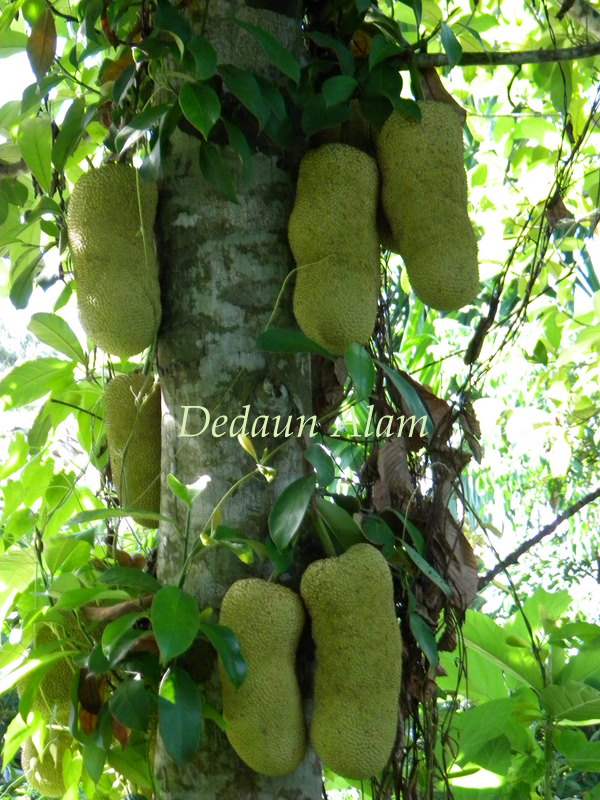 Dedaun Alam: Cempedak