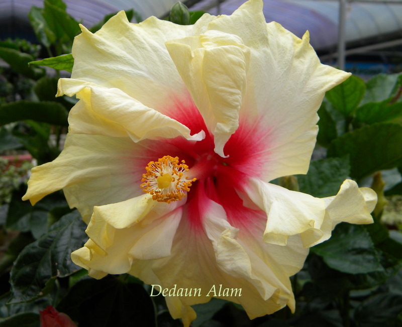 Dedaun Alam: Bunga Part IV