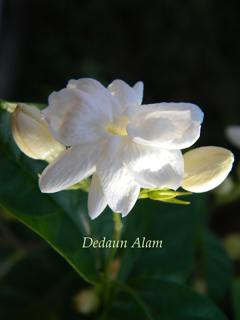 Dedaun Alam: Melur