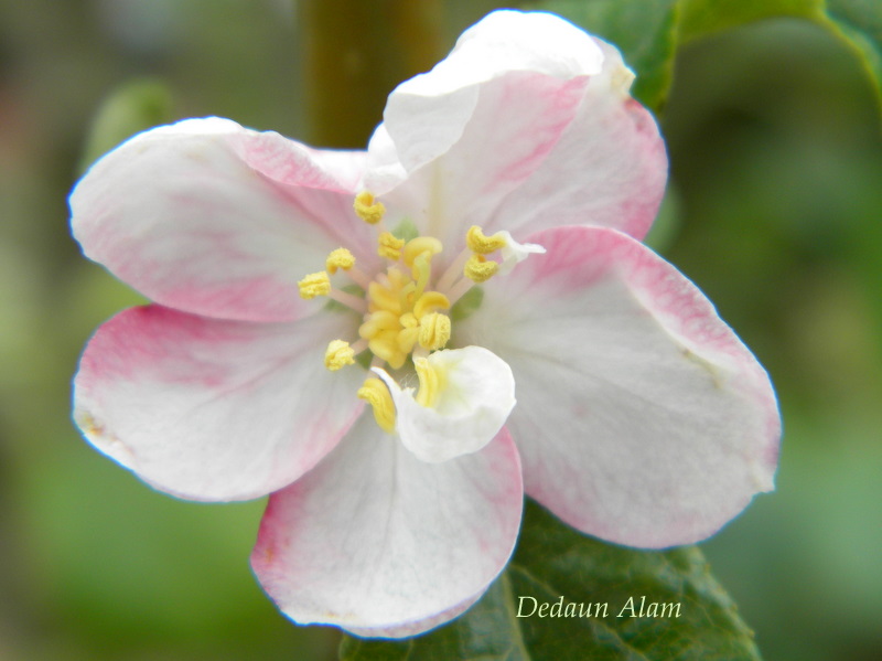 Dedaun Alam: Bunga Part VI