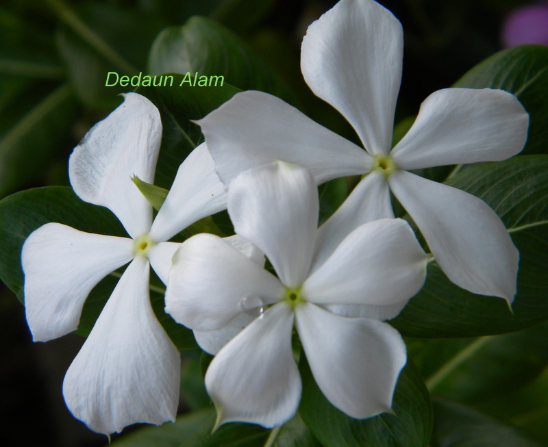 Dedaun Alam: Kemunting Cina