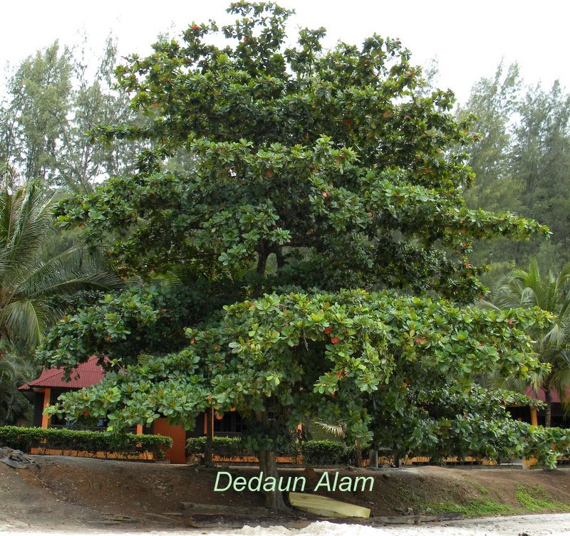 Dedaun Alam: Ketapang