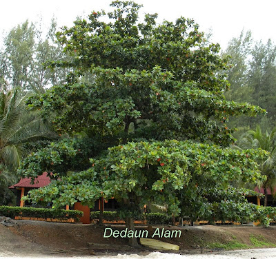Dedaun Alam: Ketapang