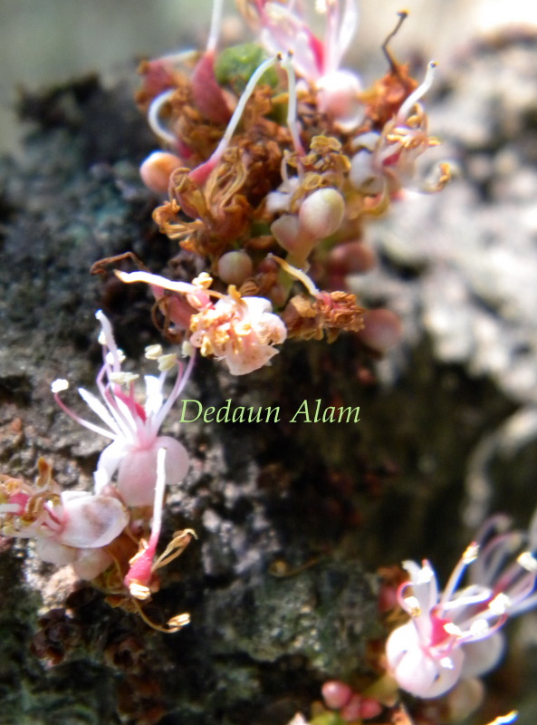 Dedaun Alam: Katak Puru @ Nam Nam