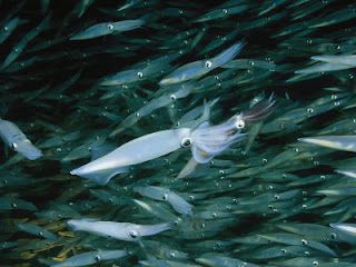 Ecology of Coastal Ocean Seascapes: Scales of variation in the coastal ...