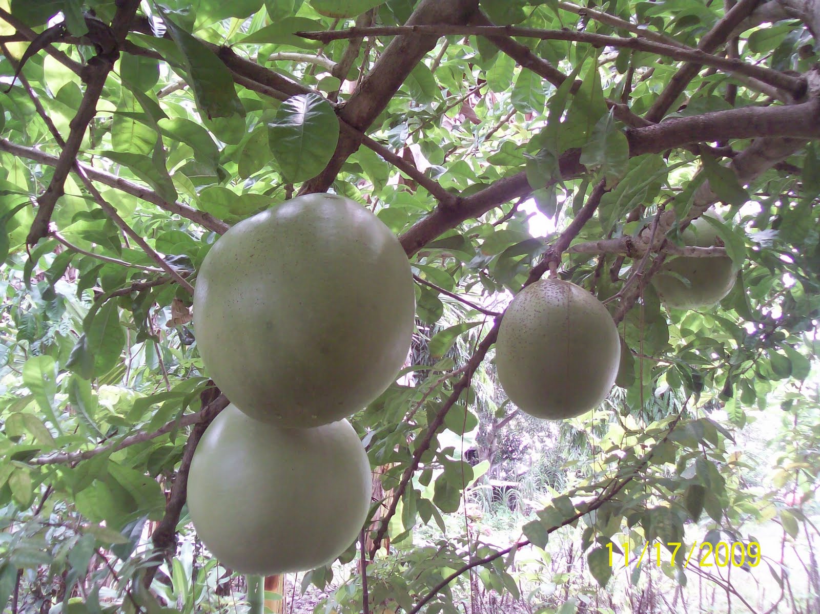 Mindanao Bator Group: Miracle Fruit?